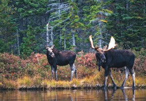 7 Signs You're Going to be Attacked by a Moose – Be Prepared ...